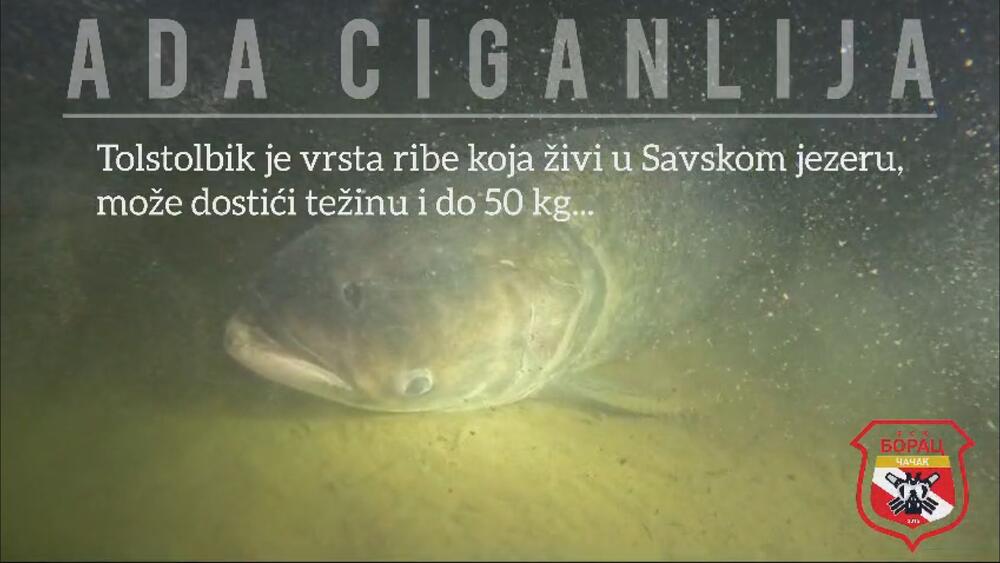 ŠTA ŽIVI U VODI ADE CIGANLIJE?